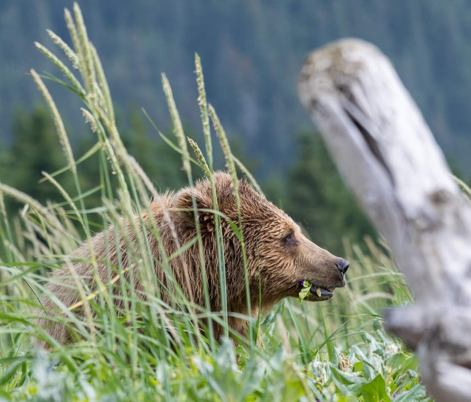 Alaska Bear Camp | Overnight Bear Viewing | ALASKA.ORG