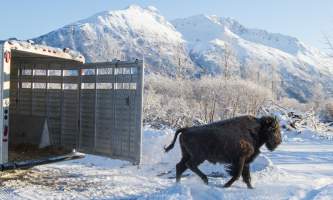 Wood Bison | ALASKA.ORG