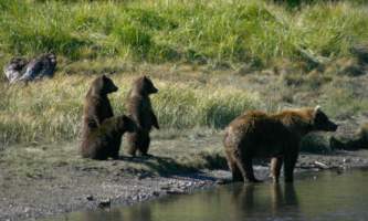 Alaska Bear Camp | Overnight Bear Viewing | ALASKA.ORG