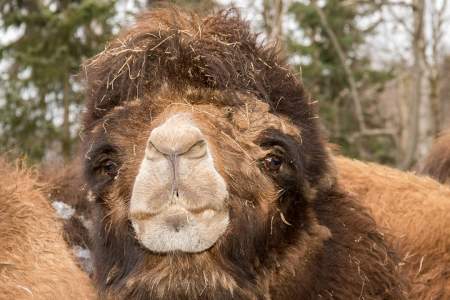 Alaska Zoo | Anchorage Attractions & Things To Do | ALASKA.ORG