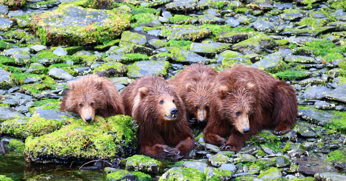 Kodiak Shore Excursions | ALASKA.ORG