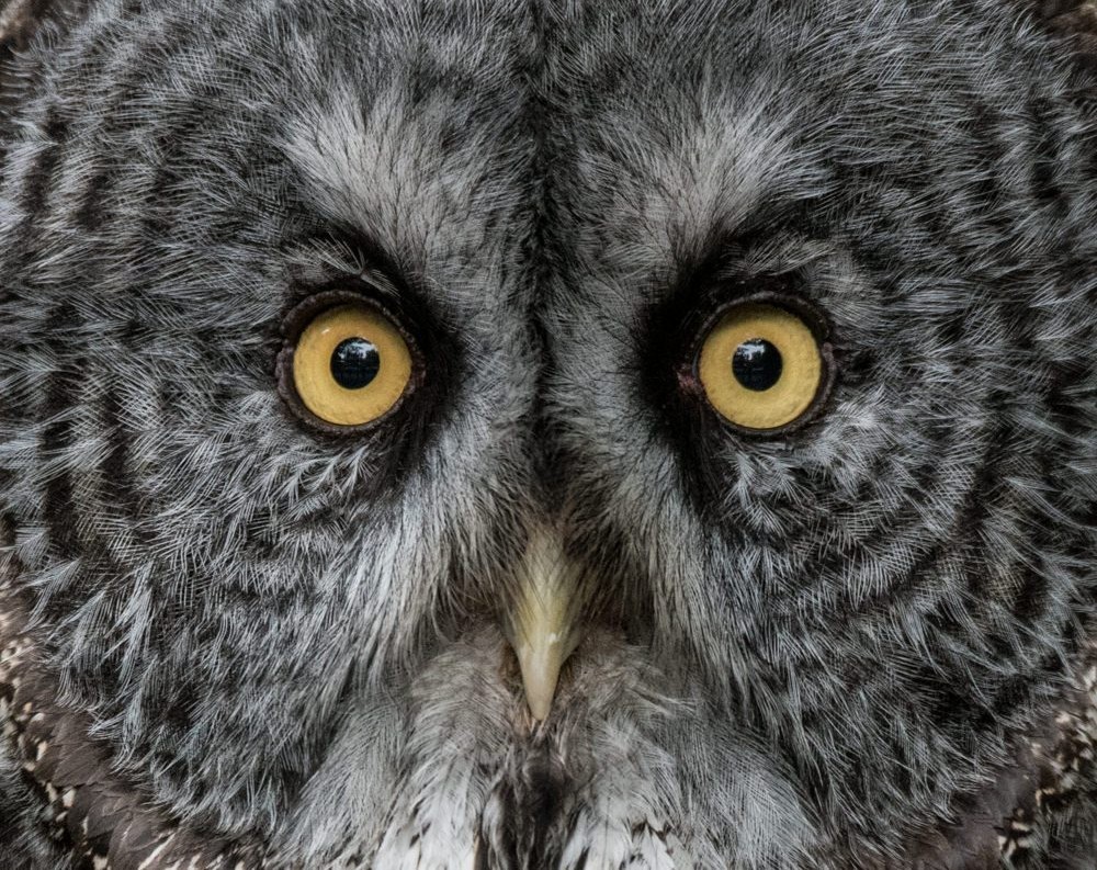 Alaska Raptor Center | Stop in Sitka and Learn About… | ALASKA.ORG