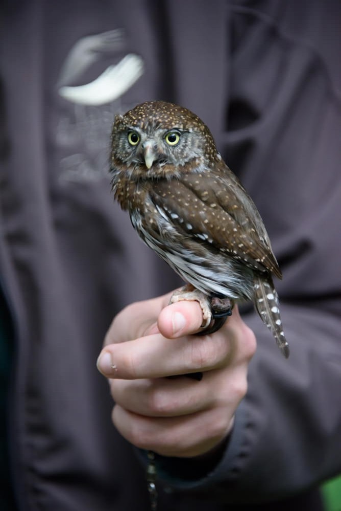 Alaska Raptor Center | Stop in Sitka and Learn About… | ALASKA.ORG