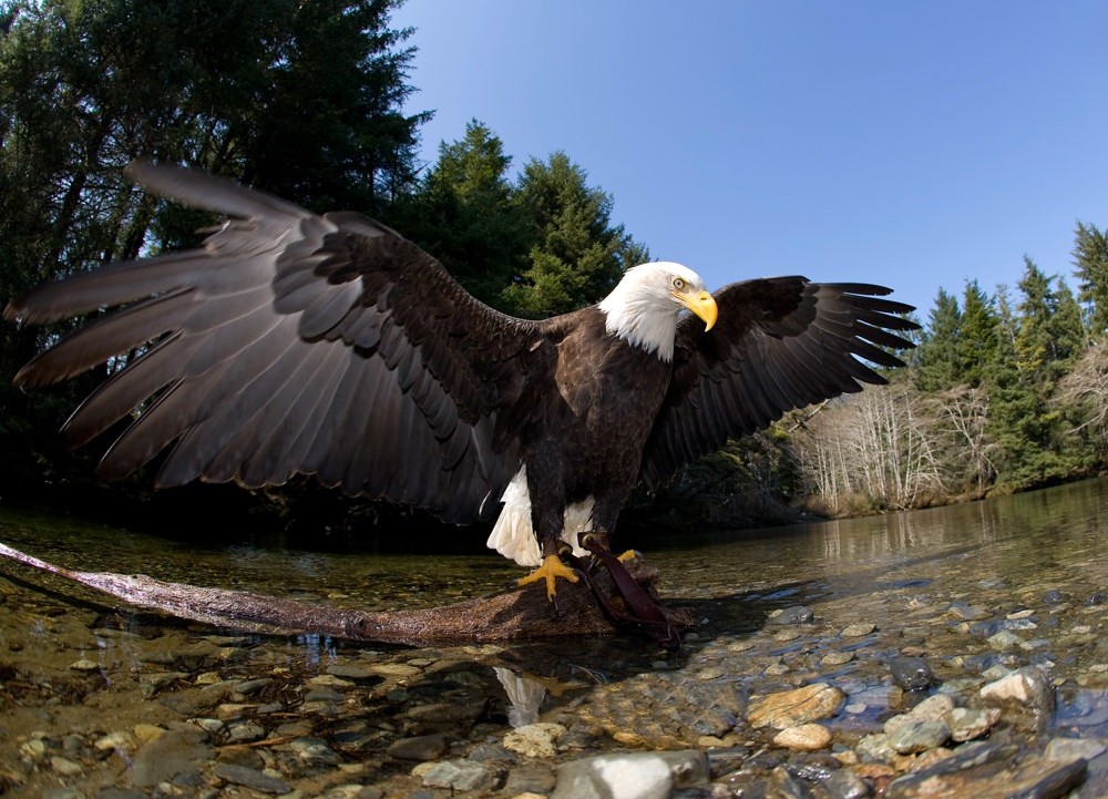Alaska Raptor Center | Stop in Sitka and Learn About… | ALASKA.ORG