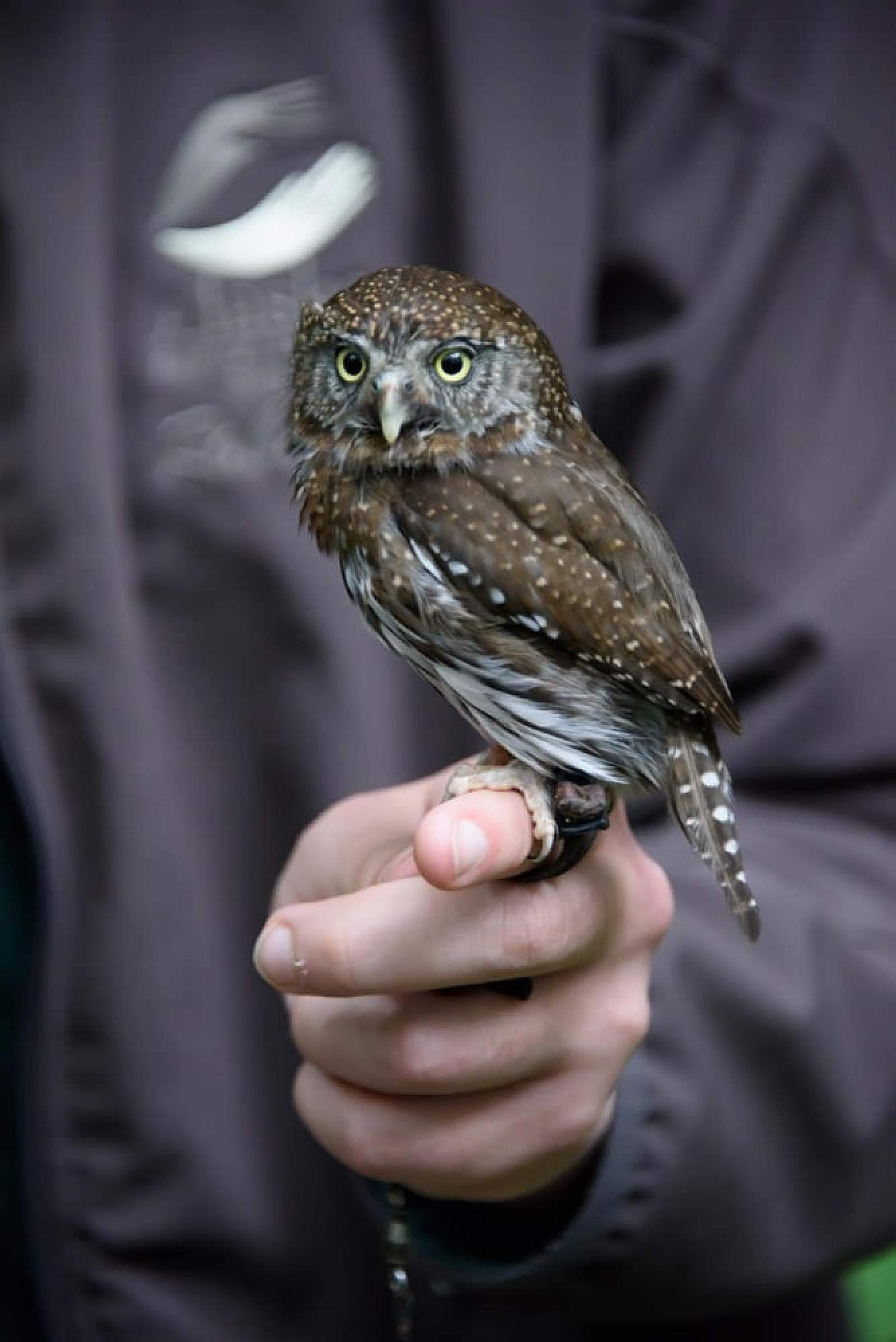 Alaska Raptor Center | Stop in Sitka and Learn About… | ALASKA.ORG