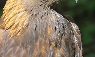 Alaska Raptor Center | Stop in Sitka and Learn About… | ALASKA.ORG