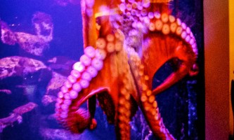 Alaska SeaLife Center | Alaska's Public Aquarium | ALASKA.ORG