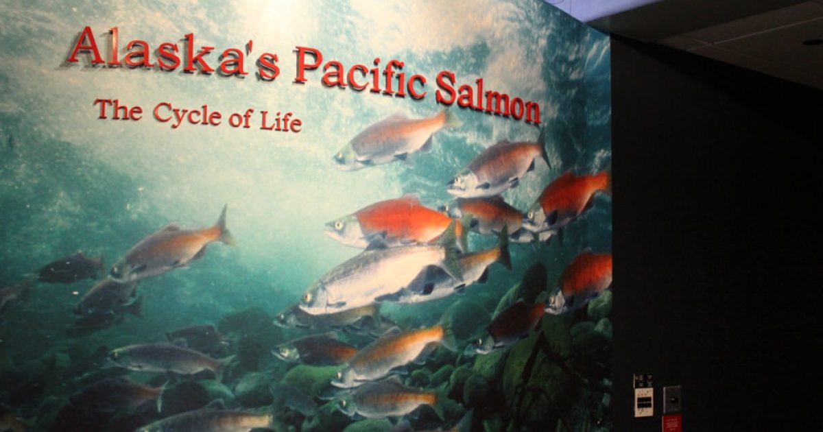 Lives of Pacific Salmon | ALASKA.ORG