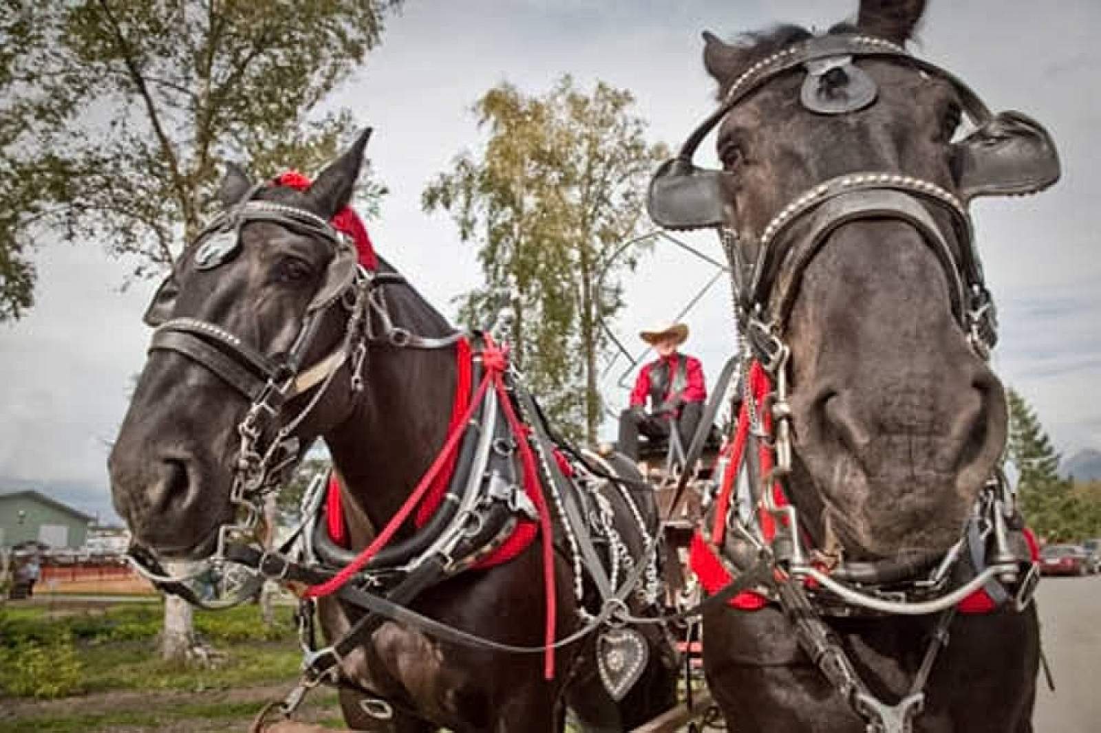Alaska State Fair | Things to Do In Palmer | ALASKA.ORG