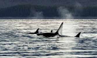 Alaska Tales | Small Boat Whale Watching Tours in… | ALASKA.ORG