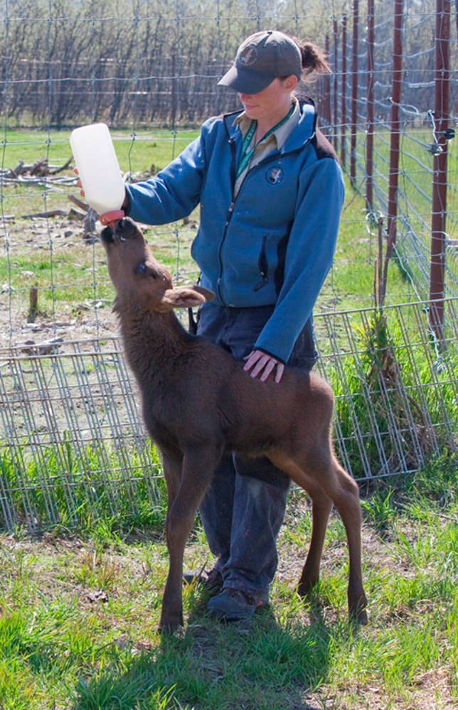 Alaska Wildlife Conservation Center | Portage | ALASKA.ORG