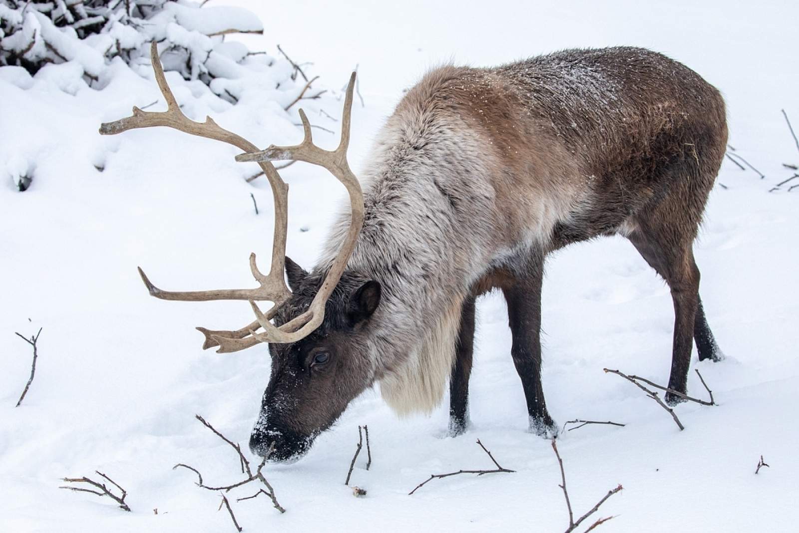 Reindeer | ALASKA.ORG