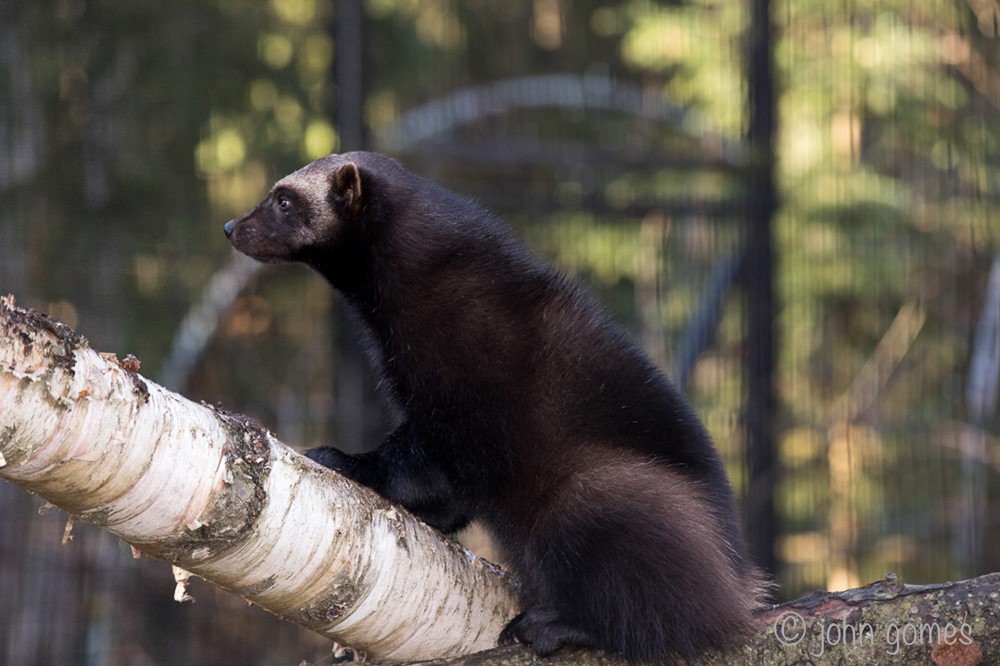 Alaska Zoo | Anchorage Attractions & Things To Do | ALASKA.ORG