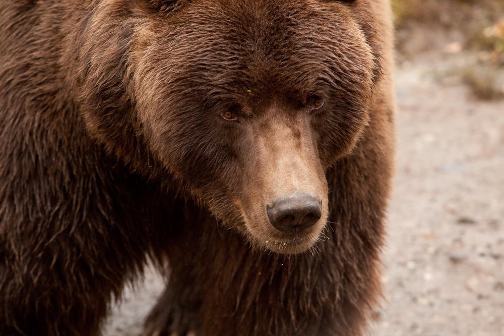 Alaska Zoo | Anchorage Attractions & Things To Do | ALASKA.ORG