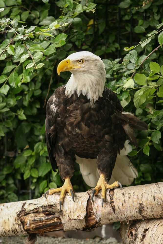 Alaska Zoo | Anchorage Attractions & Things To Do | ALASKA.ORG