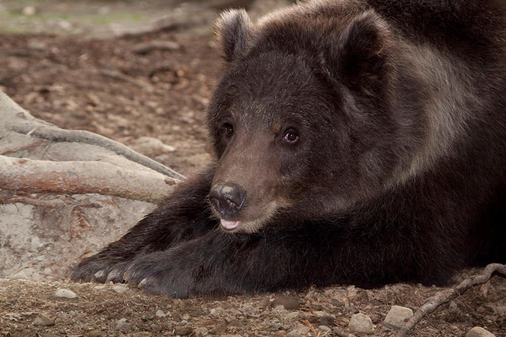 Alaska Zoo | Anchorage Attractions & Things To Do | ALASKA.ORG