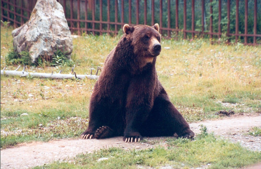 Alaska Zoo | Anchorage Attractions & Things To Do | ALASKA.ORG