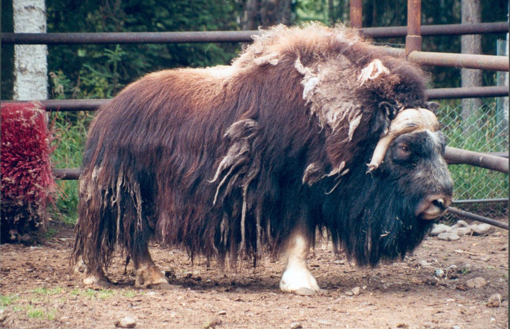 Alaska Zoo | Anchorage Attractions & Things To Do | ALASKA.ORG