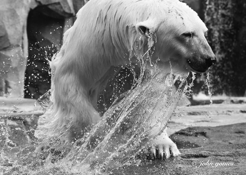 Alaska Zoo | Anchorage Attractions & Things To Do | ALASKA.ORG