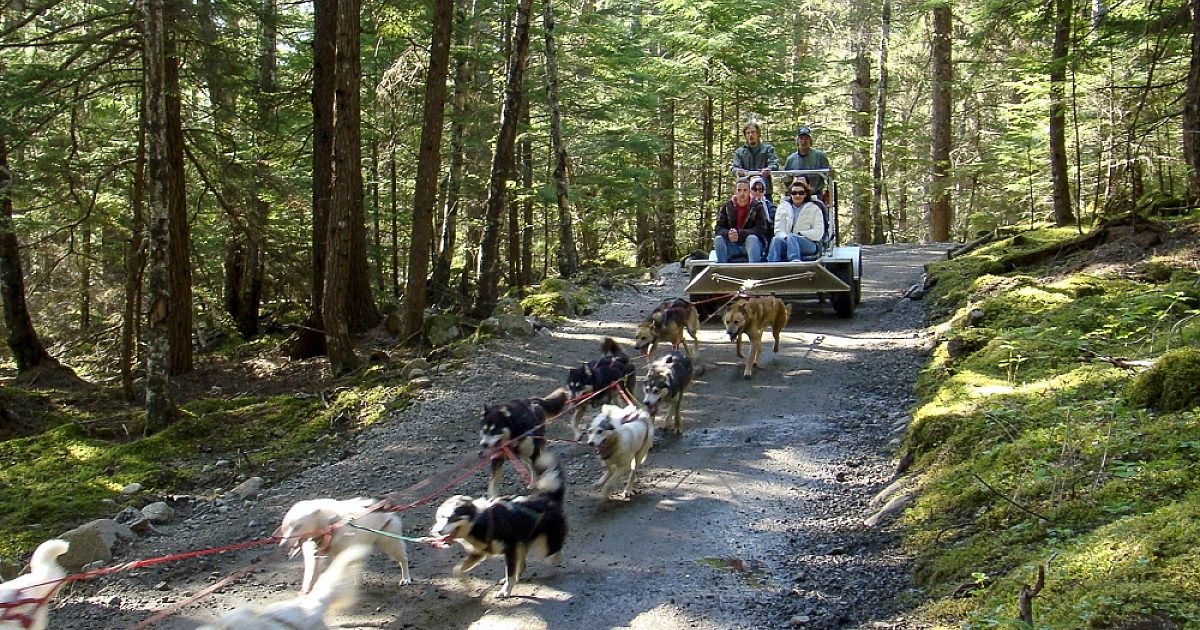 Skagway Dog Sledding Tours | Mush Dogs Like An Iditarod… | ALASKA.ORG