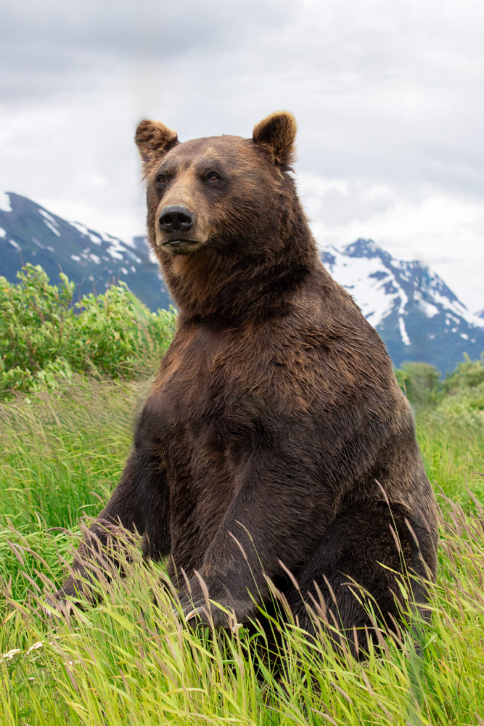 Alaska’s Finest Tours: Scenic Turnagain Arm Tour &… | ALASKA.ORG