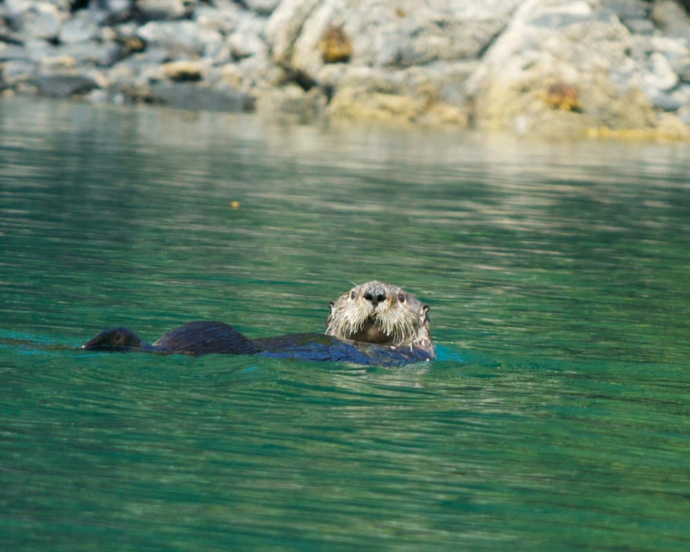 Anadyr Adventures | Single, multi-day, and lodge based… | ALASKA.ORG