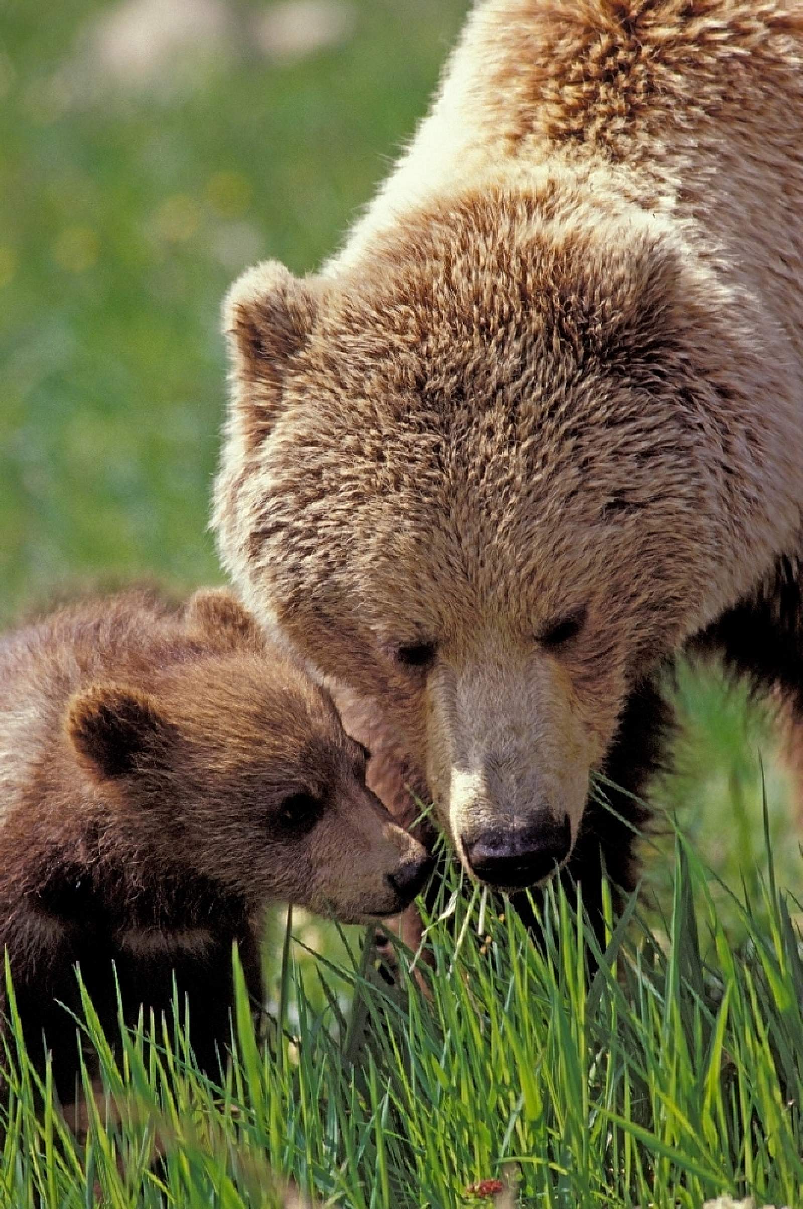Bear Paw Charters | Luxurious Private Yacht in Sitka,… | ALASKA.ORG