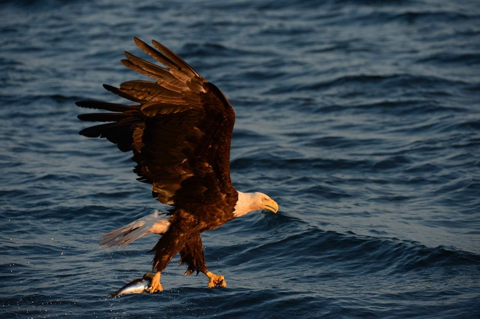 Bear Paw Charters | Luxurious Private Yacht in Sitka,… | ALASKA.ORG