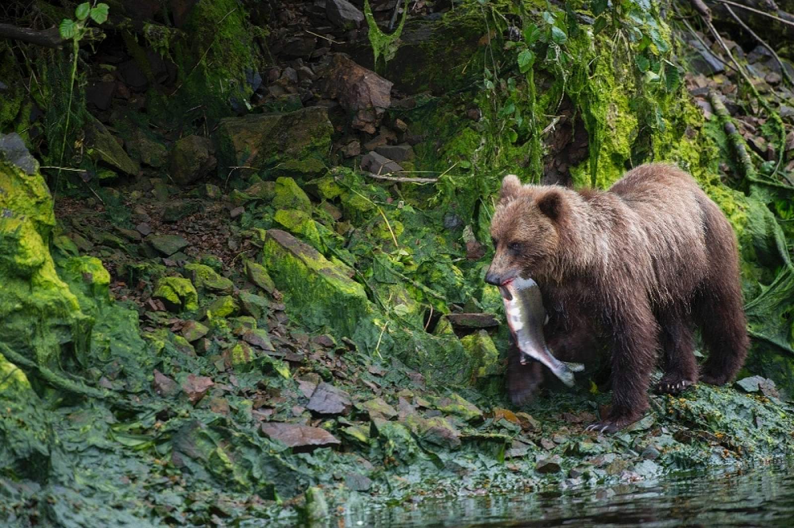 Bear Paw Charters | Luxurious Private Yacht in Sitka,… | ALASKA.ORG