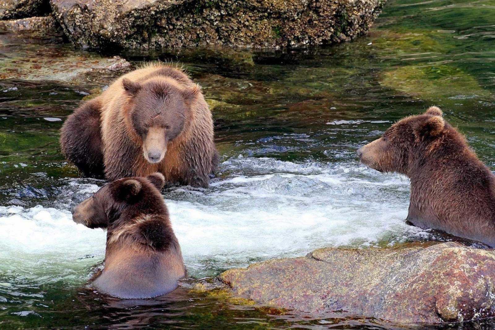 Bear Paw Charters | Luxurious Private Yacht in Sitka,… | ALASKA.ORG