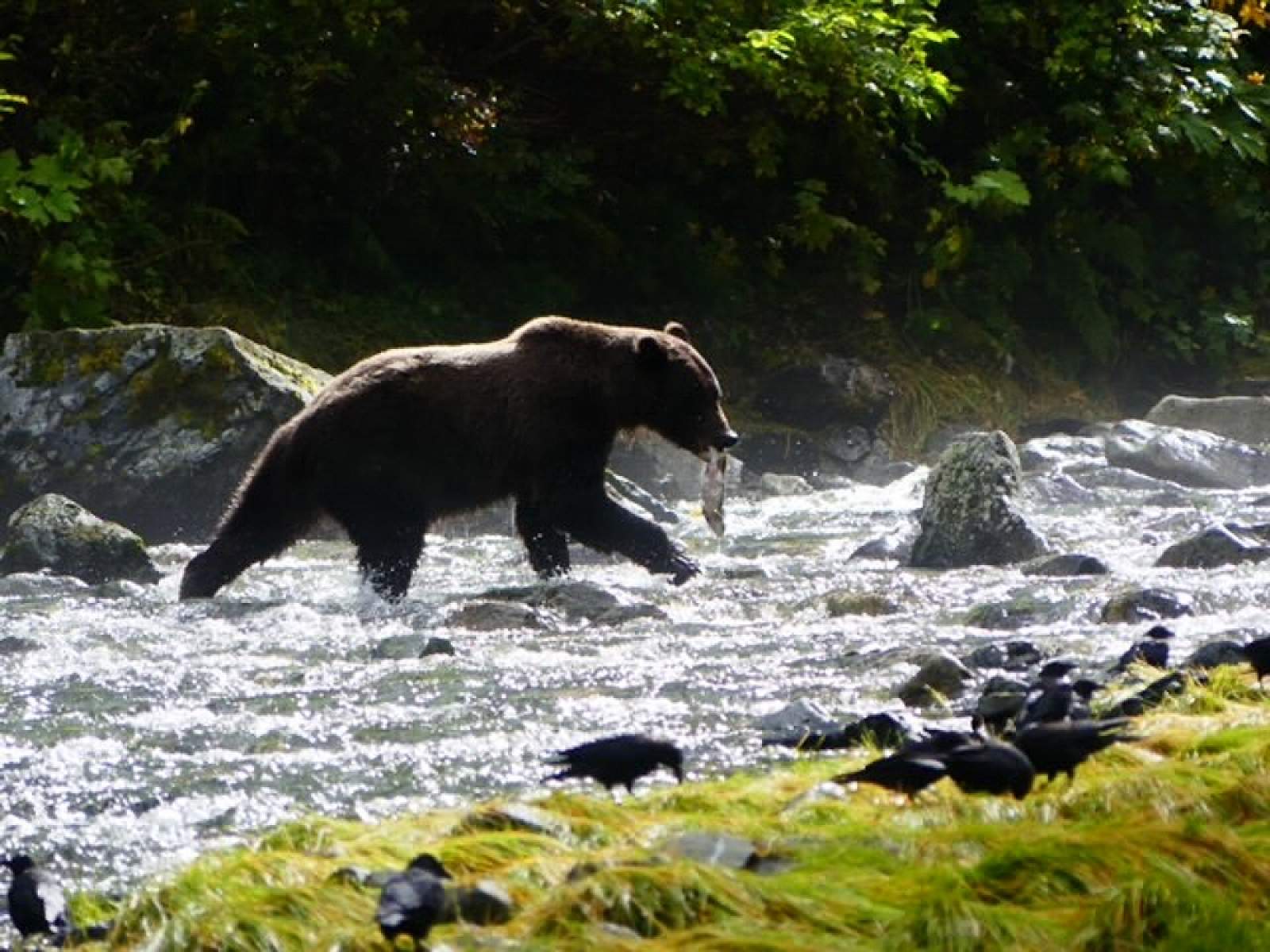 Bear Paw Charters | Luxurious Private Yacht in Sitka,… | ALASKA.ORG