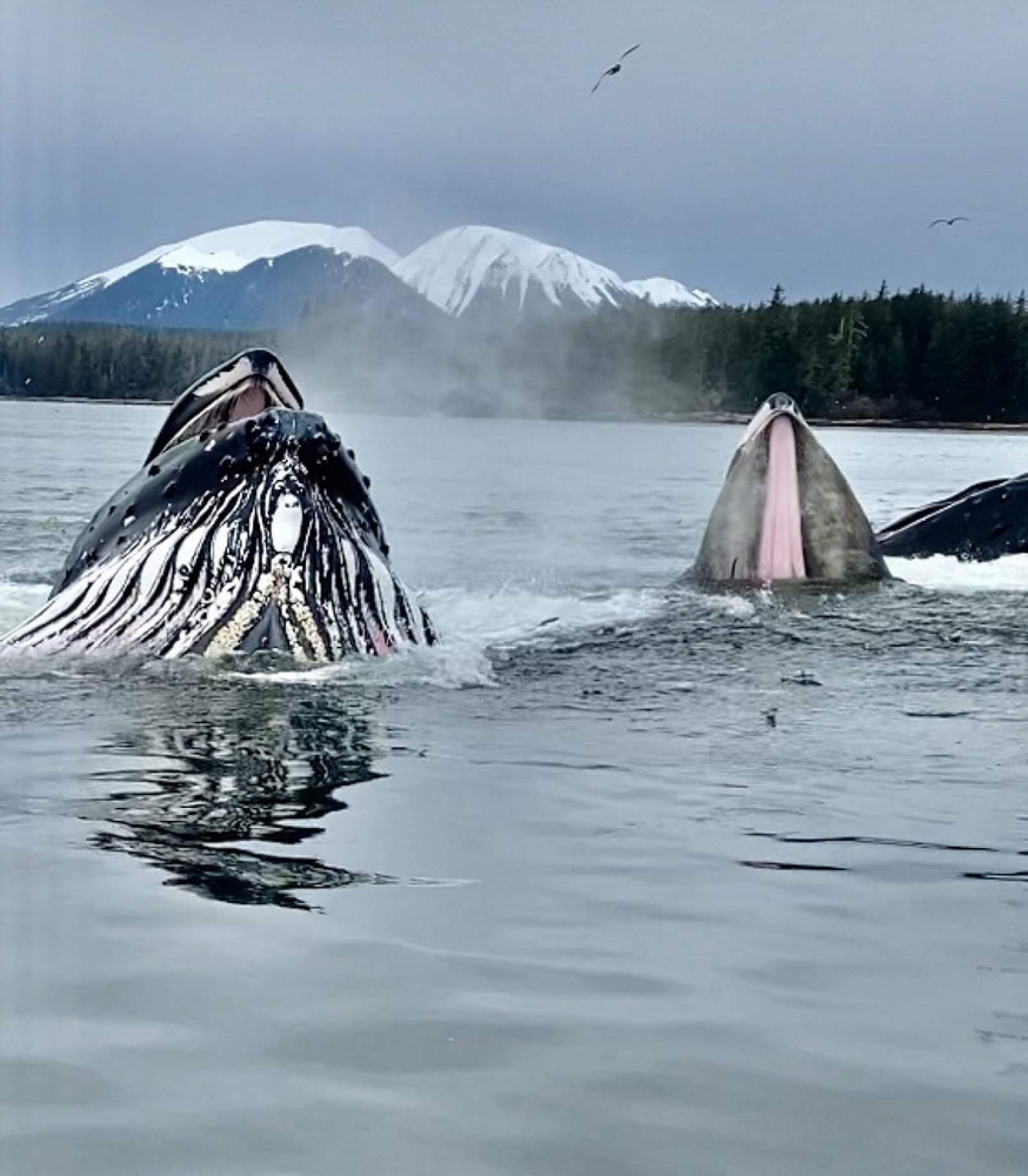 Bear Paw Charters | Luxurious Private Yacht in Sitka,… | ALASKA.ORG