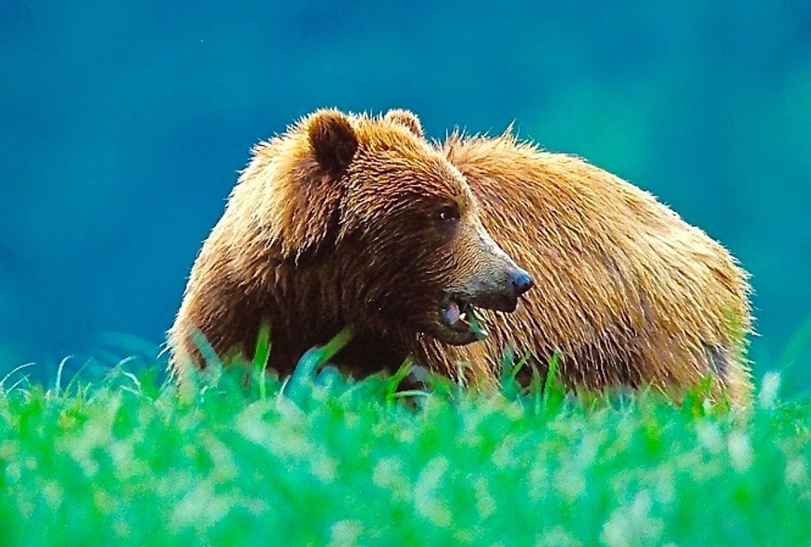Bear Paw Charters | Luxurious Private Yacht in Sitka,… | ALASKA.ORG