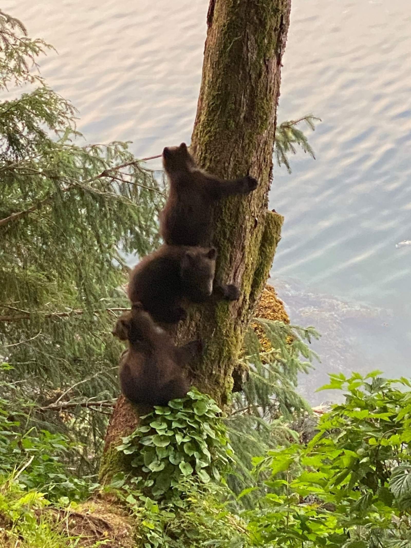 Bear Paw Charters | Luxurious Private Yacht in Sitka,… | ALASKA.ORG