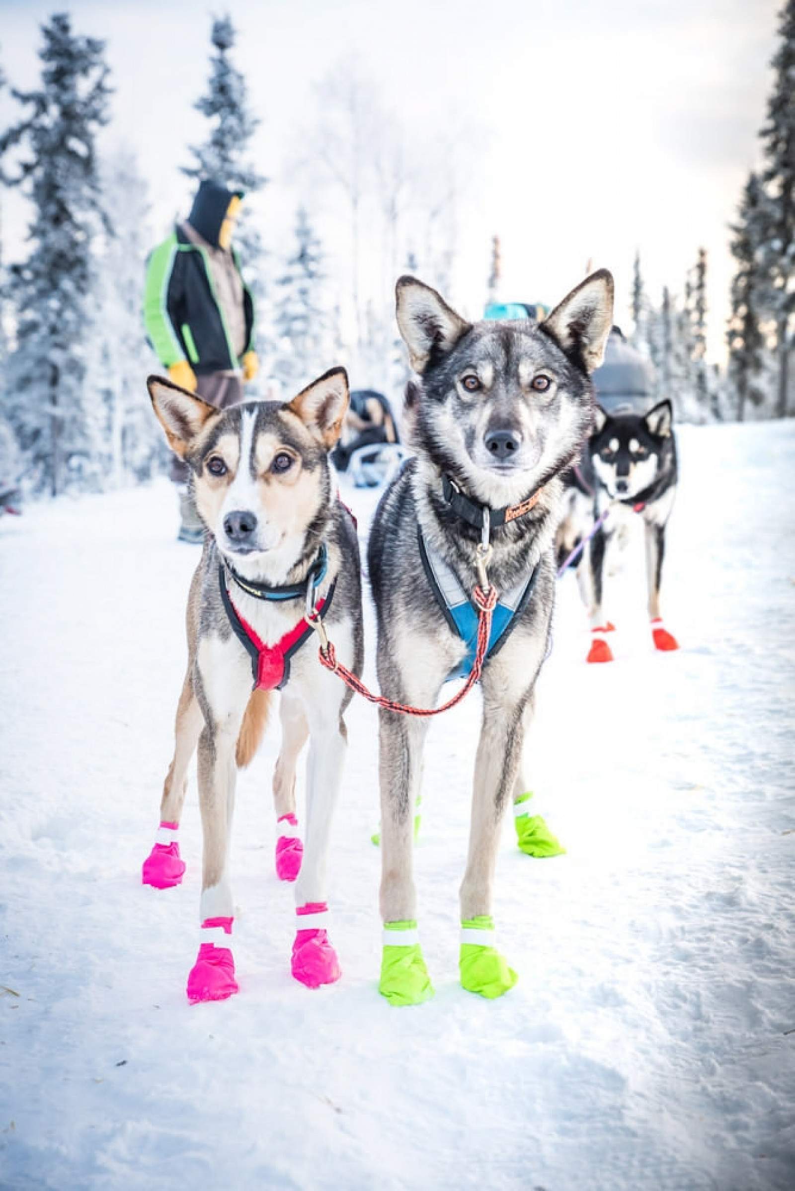 Black Spruce Dog Sledding | Summer & Winter Tours | ALASKA.ORG