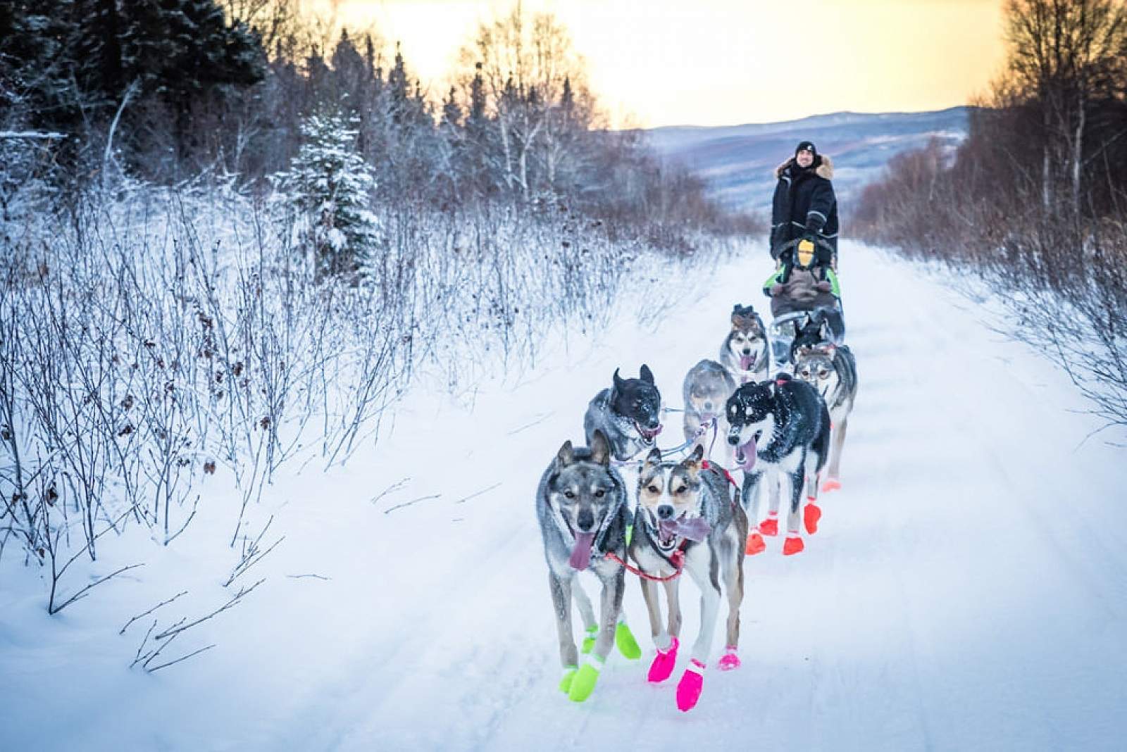 Black Spruce Dog Sledding | Summer & Winter Tours | ALASKA.ORG