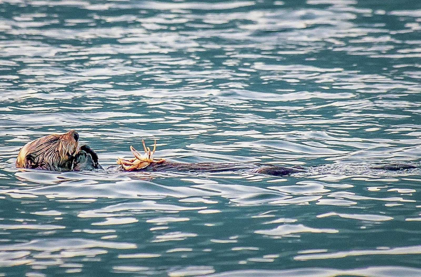 Destination Alaska: Custom Wildlife Cruise | Homer,… | ALASKA.ORG