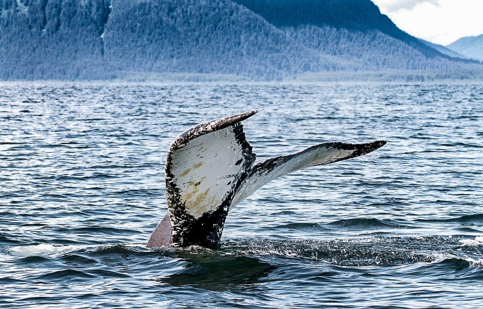 Glacier Wind Charters Whale Watching | Catamaran Tours… | ALASKA.ORG