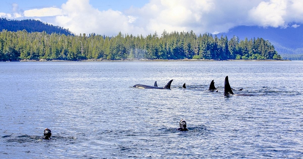 Ketchikan, Alaska Shore Excursions | The Best Activities… | ALASKA.ORG
