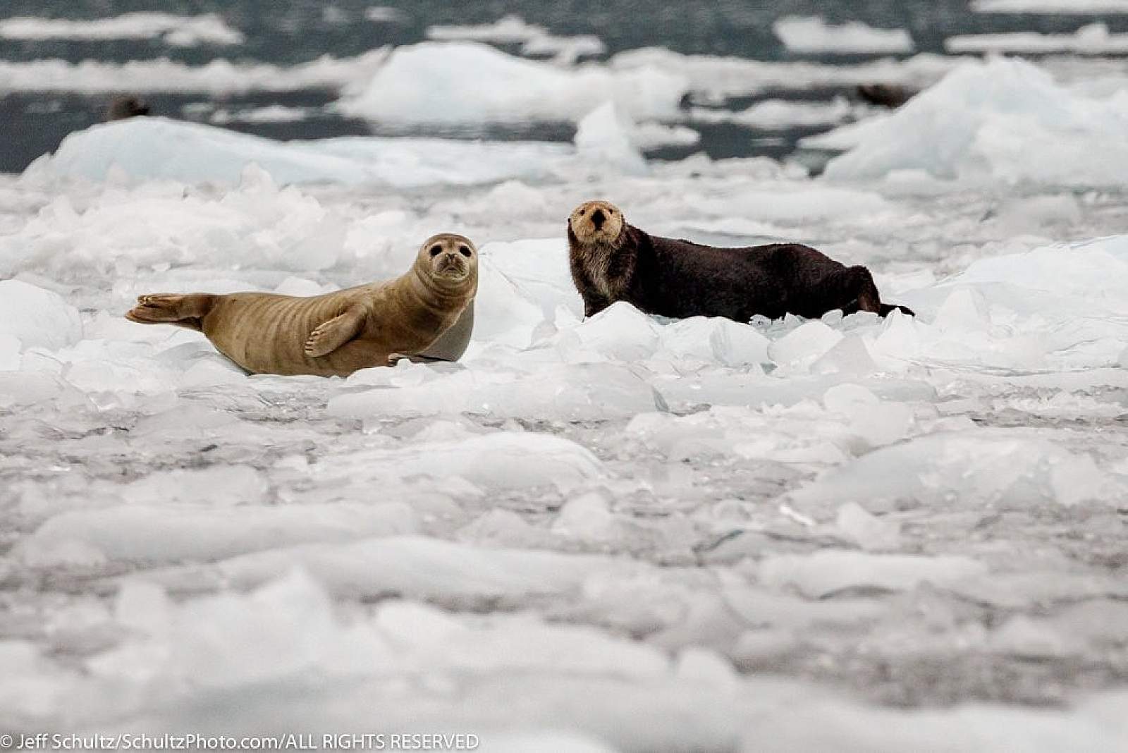 Jeff Schultz Photography | Travel Alaska with… | ALASKA.ORG