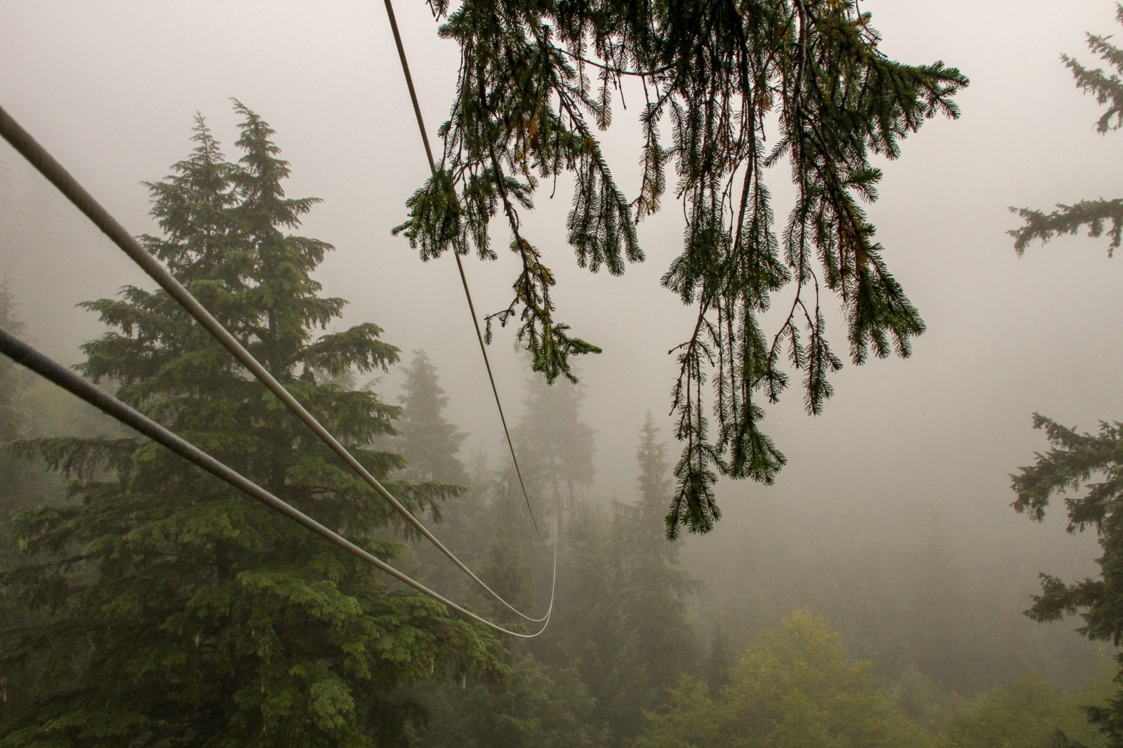 Aerial Zip & Rainforest Courses | Ketchikan, Alaska | ALASKA.ORG