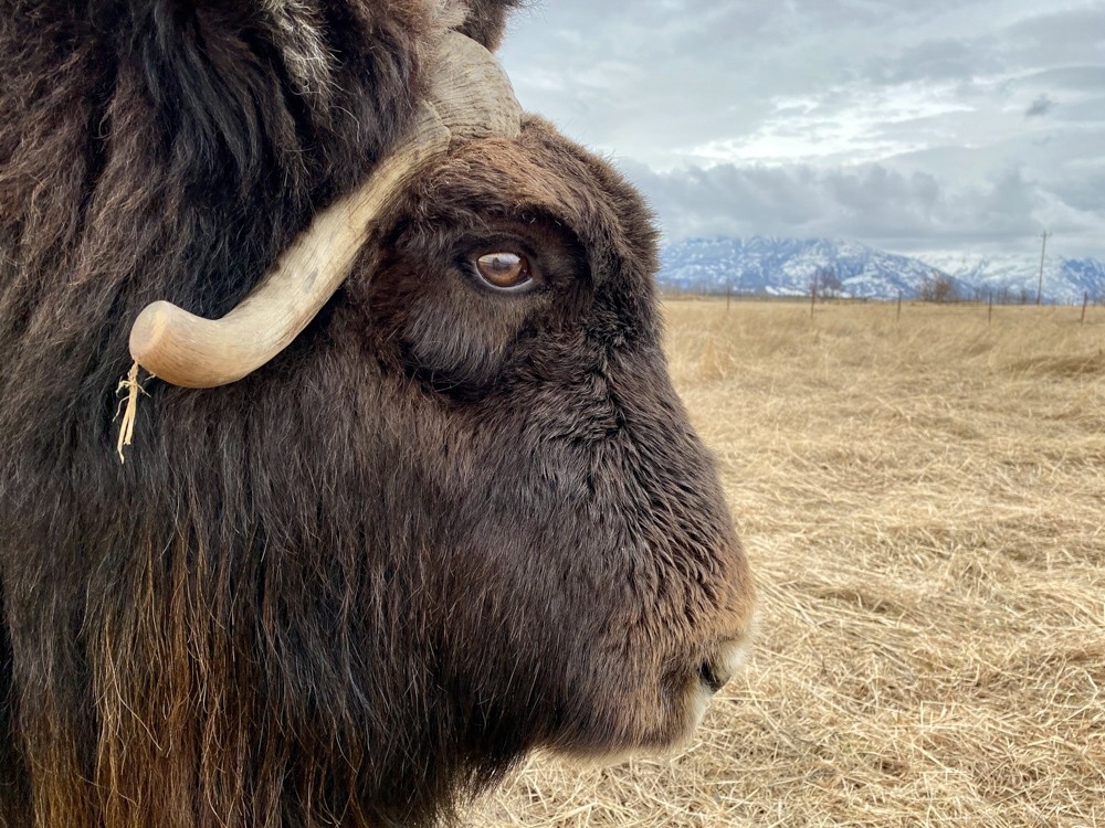 Musk Ox Farm | Unique Alaskan Animals Near Anchorage | ALASKA.ORG
