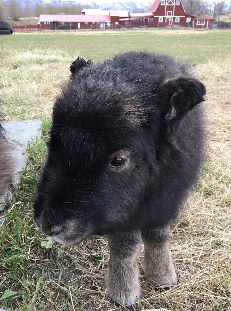 Musk Ox Farm | Unique Alaskan Animals Near Anchorage | ALASKA.ORG