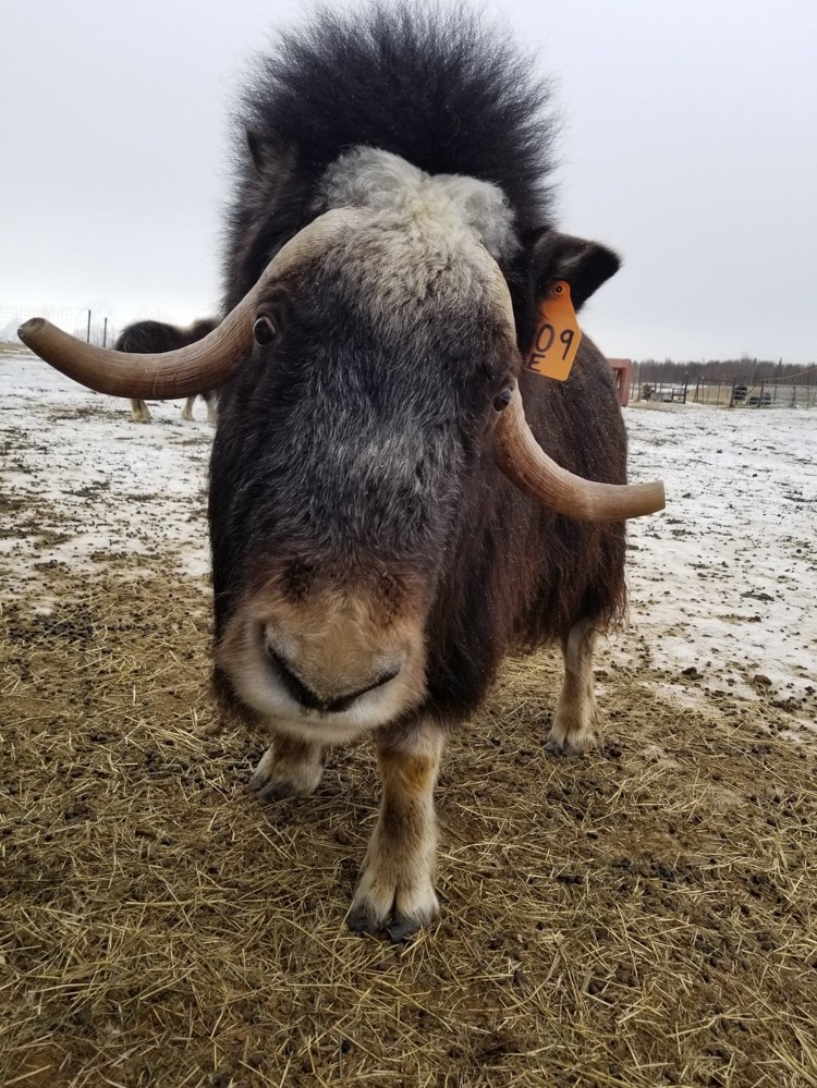 Musk Ox Farm | Unique Alaskan Animals Near Anchorage | ALASKA.ORG