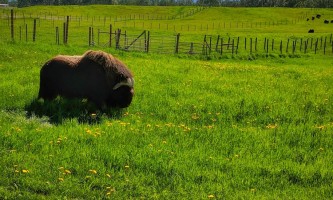 Musk Ox Farm | Unique Alaskan Animals Near Anchorage | ALASKA.ORG