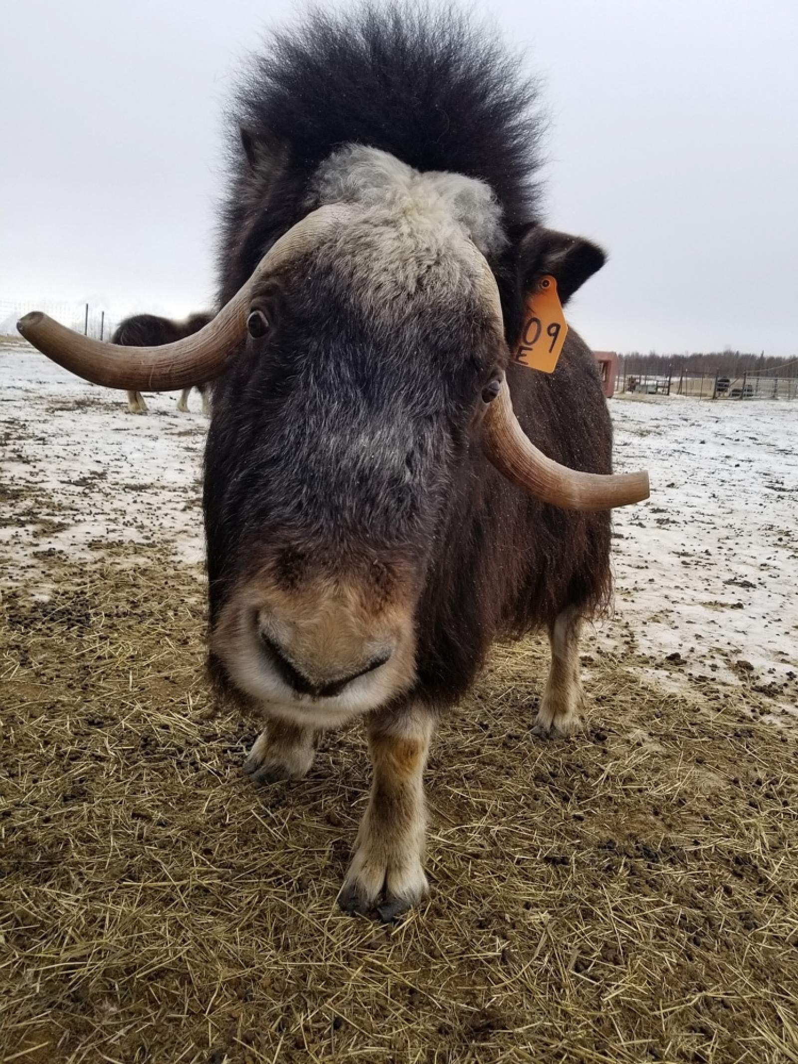 Musk Ox Farm | Unique Alaskan Animals Near Anchorage | ALASKA.ORG