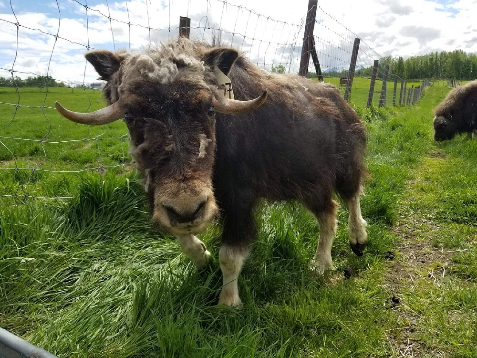 Musk Ox Farm | Unique Alaskan Animals Near Anchorage | ALASKA.ORG