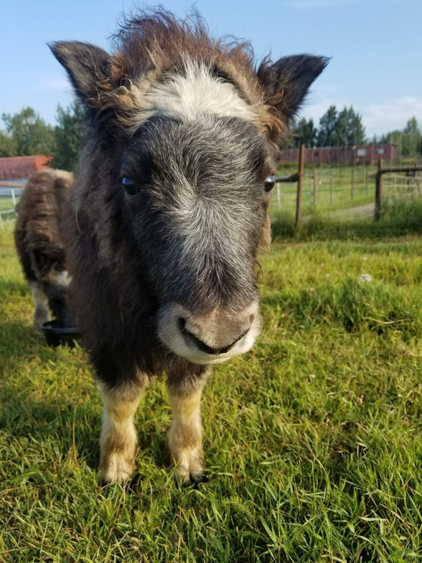 Musk Ox Farm | Unique Alaskan Animals Near Anchorage | ALASKA.ORG
