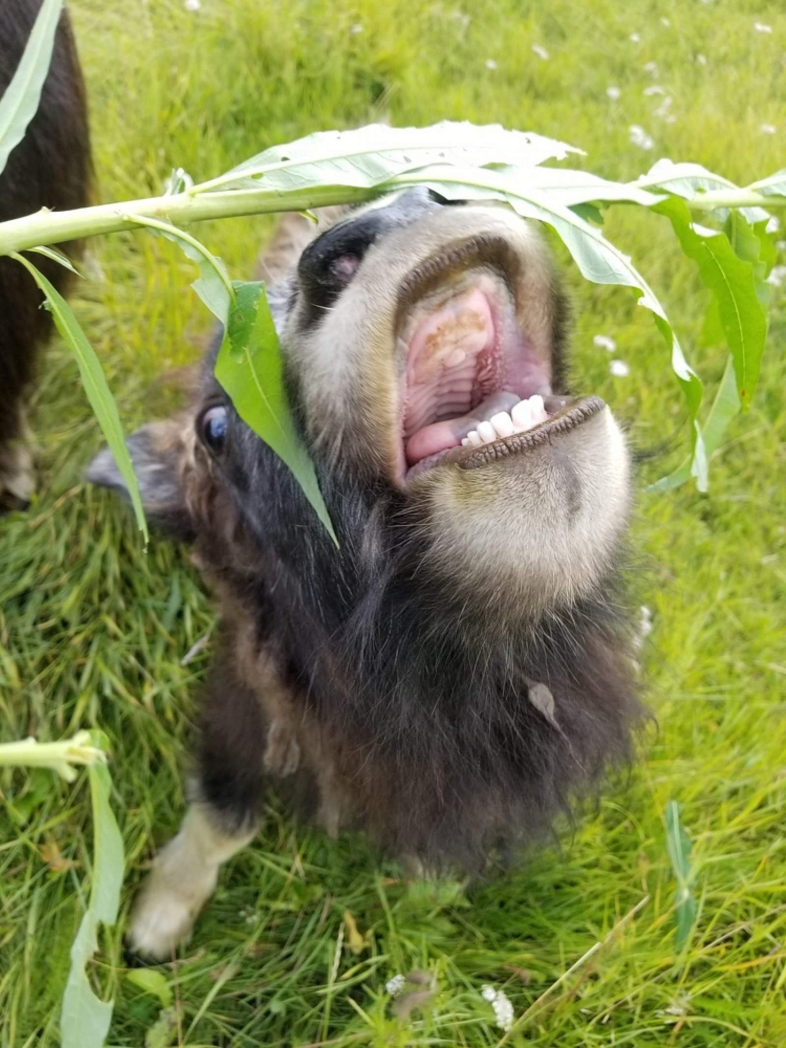 Musk Ox Farm | Unique Alaskan Animals Near Anchorage | ALASKA.ORG