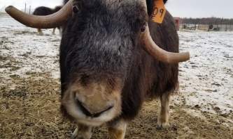 Musk Ox Farm | Unique Alaskan Animals Near Anchorage | ALASKA.ORG